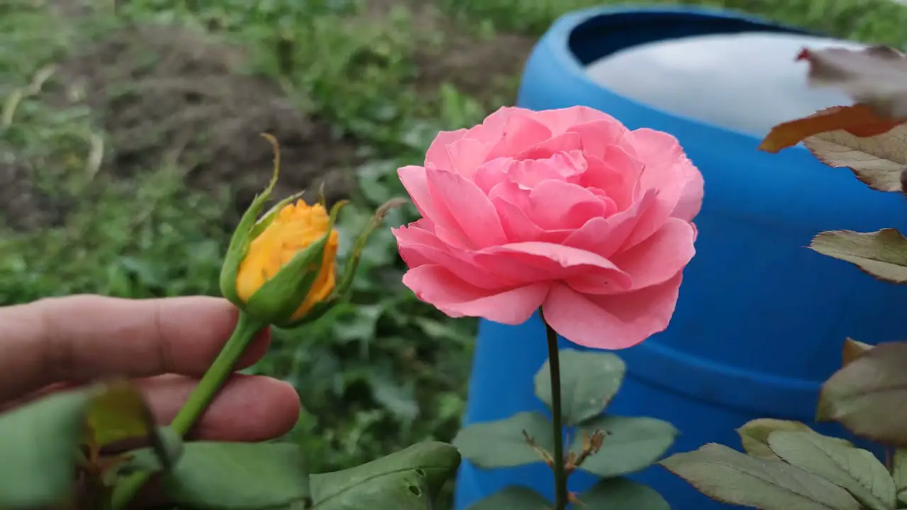 Cómo injertar una rosa en otra variedad: finalmente reveló el truco ...