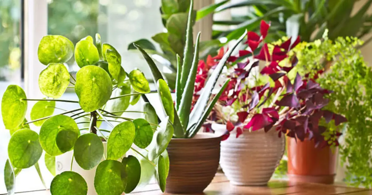Las 10 Plantas De Interior Más Hermosas Que Crecen Sin Luz Solar Home 1246