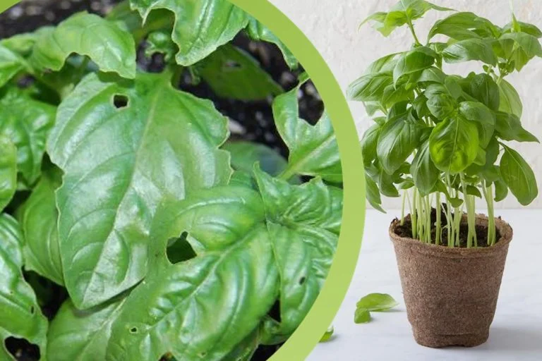 Rescue Your Basil Plant from Pockmarked Woes: A Cost-Free Solution ...