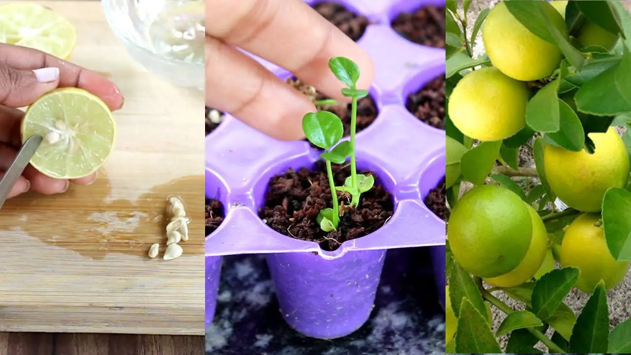 A Beginner's Guide to Successfully Cultivating Lemon Trees in ...