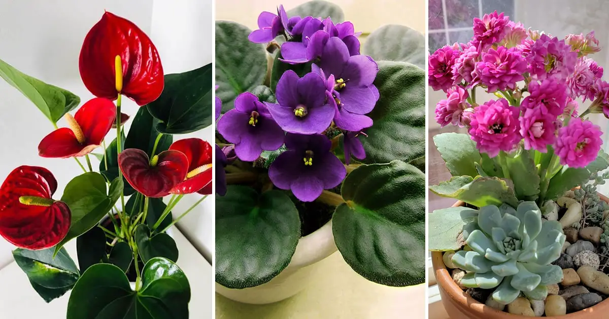 16 Flowering Indoor Plants to Brighten Your Home - Home Garden Tips