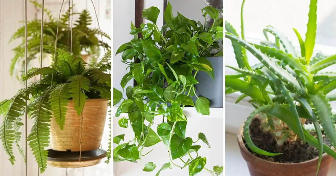 15 Perfect Bathroom Plants (Capture Moisture and Eliminate Odors ...