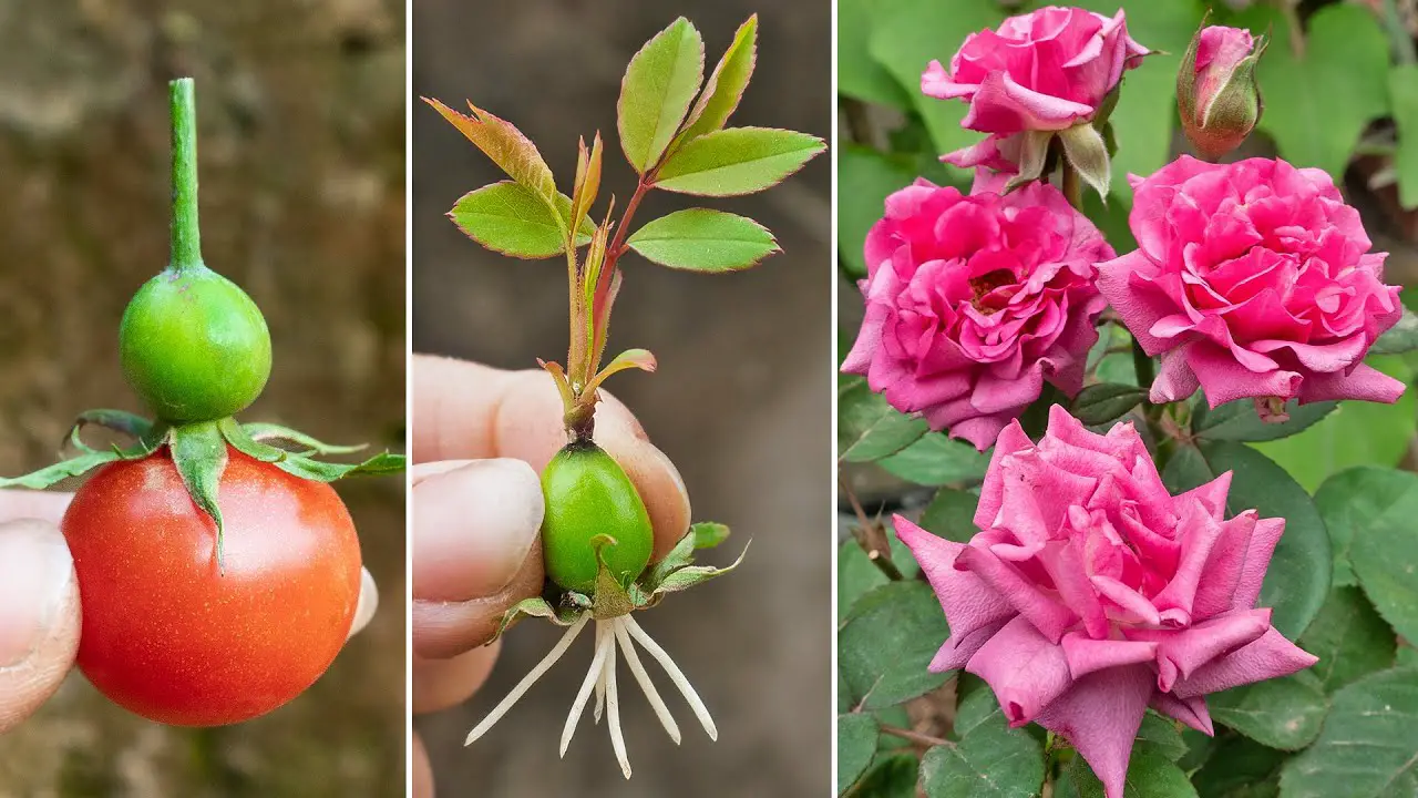 Surprisingly Simple: Propagating Roses from Seeds with Tomatoes - Home ...