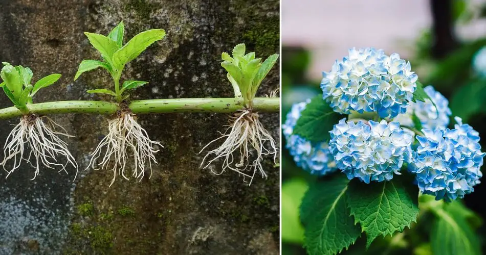 Easy and Effective: Propagating Hydrangeas with Simple Cuttings for ...