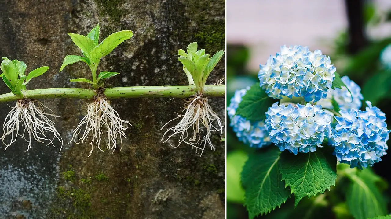 Easy and Effective: Propagating Hydrangeas with Simple Cuttings for ...