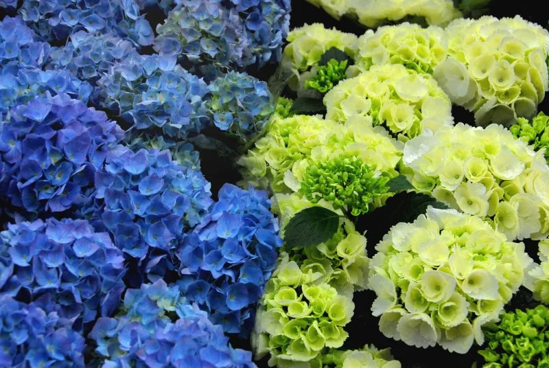 Achieving Spectacular Blue Hydrangeas: Tips for Success! - Home Garden Tips