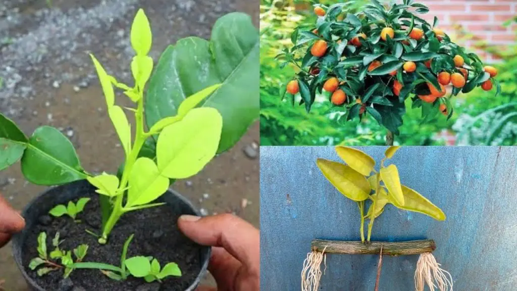 Easy Steps to Propagate Orange Trees from Cuttings - Home Garden Tips
