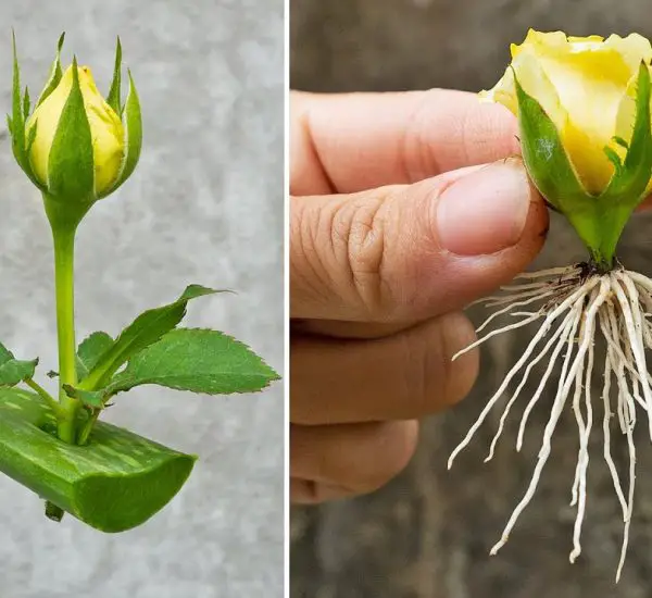 Growing Roses from Flower Buds: A Blooming Success with Bananas – Home ...