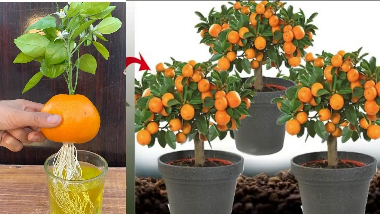 Unlocking Fresh Flavors: A Beginner's Guide to Grafting Oranges with ...