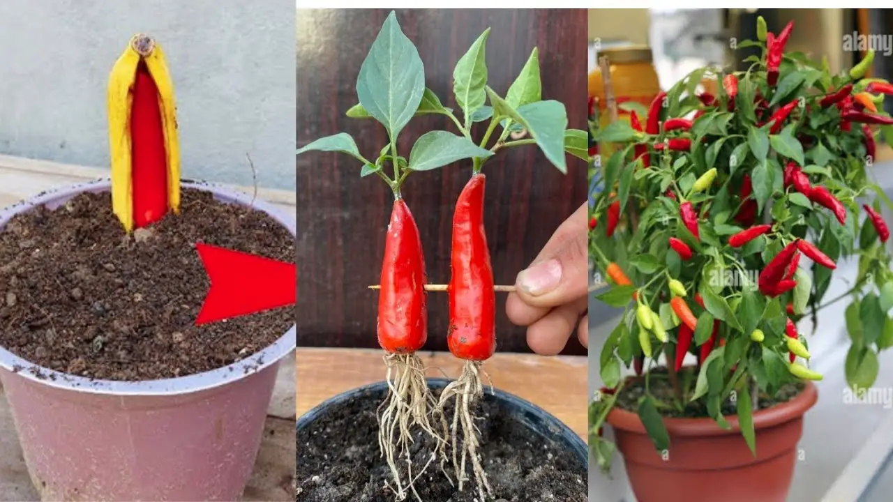Spice Up Your Home: Tips for Growing Chili Peppers in Tomatoes and ...