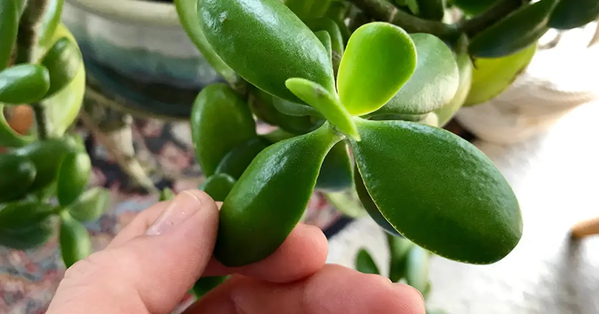 Jade Plant: How to Care for the Money Tree that Attracts Wealth - Home ...