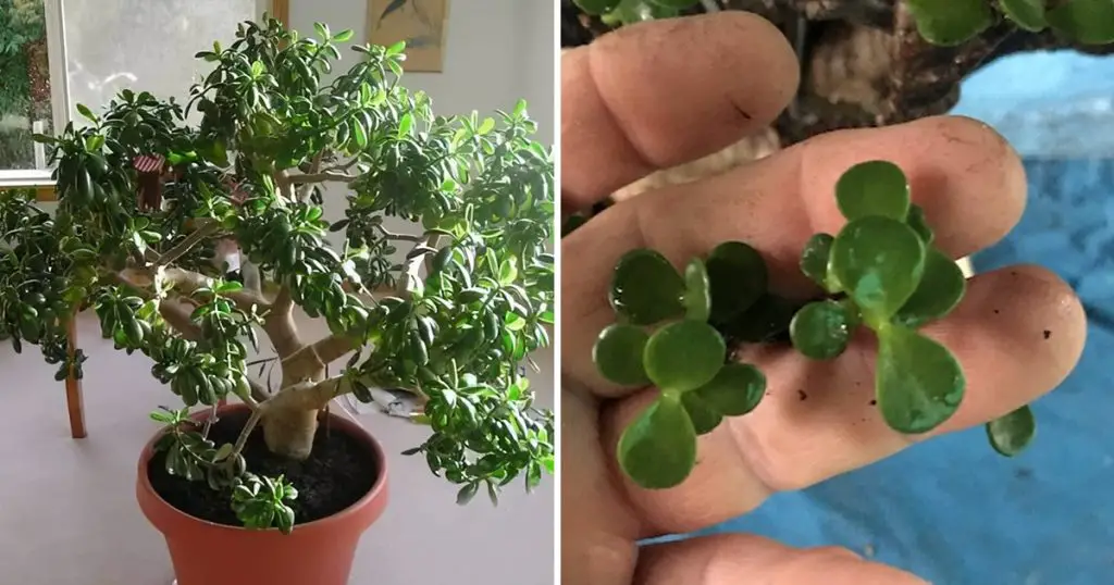 5 Essential Care Tips to Make Your Jade Plant Thrive for Many Years ...