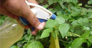 Preparing Garlic Alcohol: The World's Most Powerful Natural Insecticide ...
