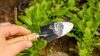 Baking soda : The Gardener's Secret - 10 Ingenious Ways to Use It in ...