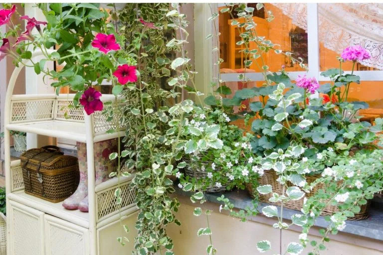 "Cold-Resistant Plants: Gardens and Balconies Always in Bloom" - Home ...
