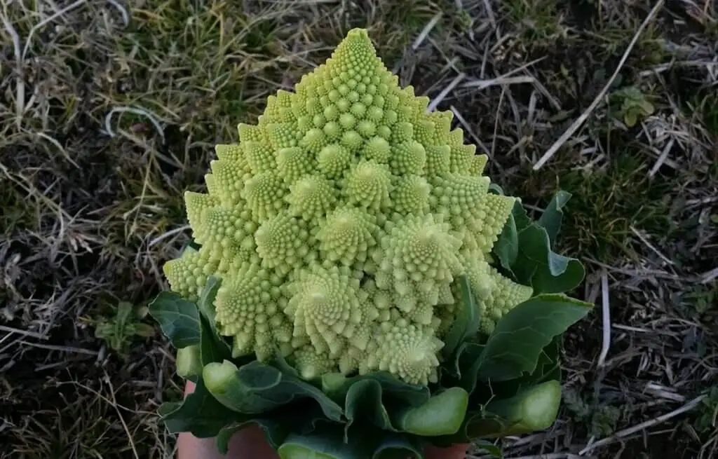 Unearth the Unusual: 6 Strange and Wonderful Vegetables to Cultivate in ...