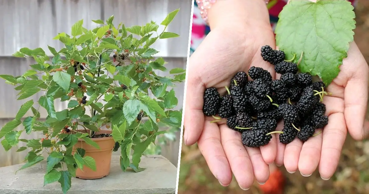How to Grow Mulberry Trees in Pots at Home and Harvest Abundant Fruits ...