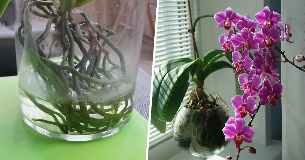 How to Grow Orchids in Water-Filled Pots for Extended Bloom and ...