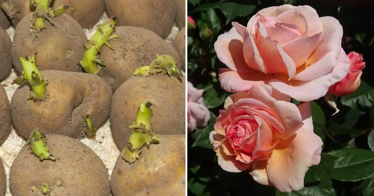 Growing Roses in Potatoes: A Surprisingly Simple Method - Home Garden Tips