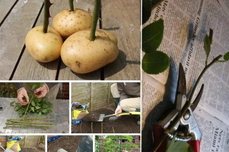 Growing Roses with a Potato? The Nurseries' Secret Revealed - Home ...