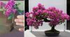 Creating a Stunning Bougainvillea Bonsai: Step-by-Step Guide - Home ...