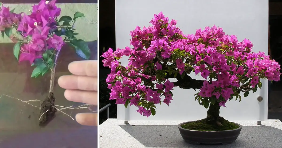 Creating a Stunning Bougainvillea Bonsai: Step-by-Step Guide - Home ...