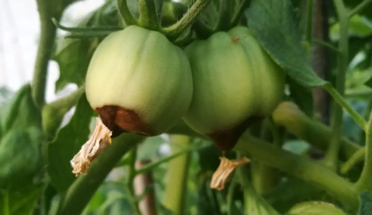 Dealing with Black Bottoms on Tomatoes: Causes and Solutions - Home ...