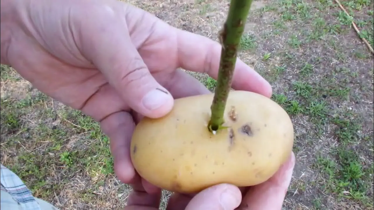 Propagating Roses from Potato Cuttings: A Step-by-Step Guide - Home ...