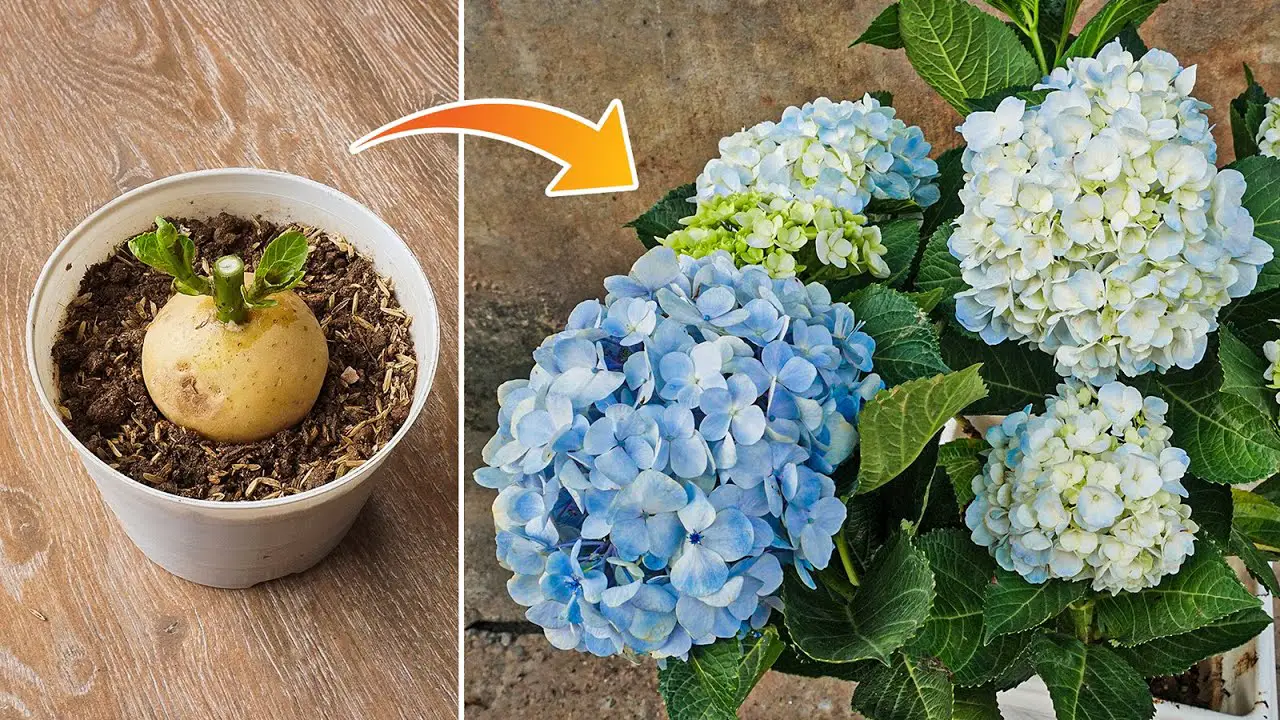 Quick And Easy Guide Propagating Hydrangeas With Potatoes For Rapid