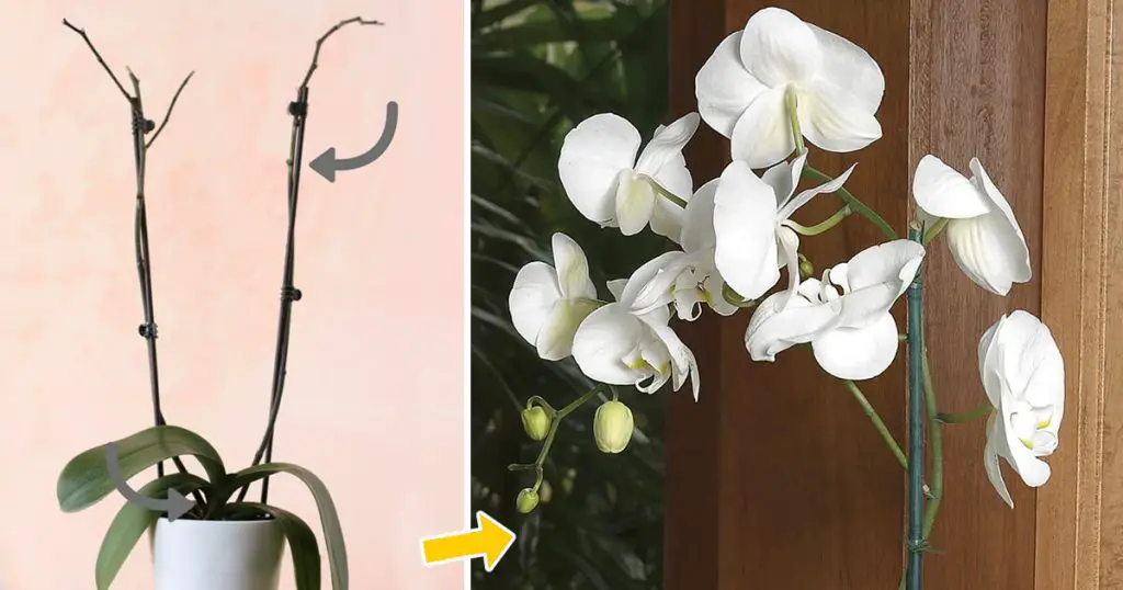 How To Make Your Orchid Bloom Again Home Garden Tips