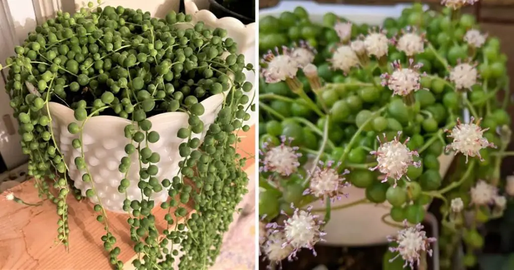 Blooming Beauty: 3 Foolproof Tips to Make Your String of Pearls Thrive ...