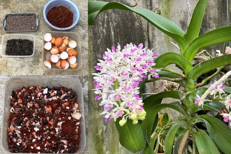 Orchids with Spectacular Blooms: The Perfect Mix You Need - Home Garden ...