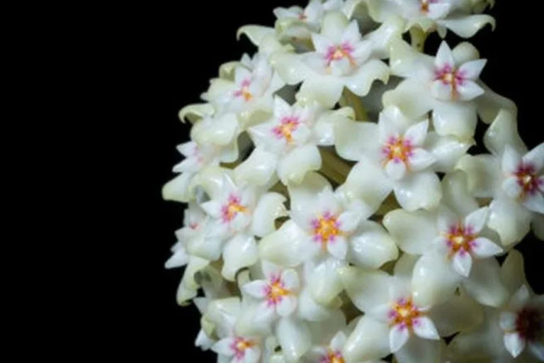 Wax Flowers Stunningly Real, Surprisingly Easy to Grow! - Home Garden Tips