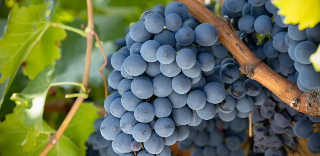 Mastering Grape Tree Growth: Essential Skills for Success - Home Garden ...