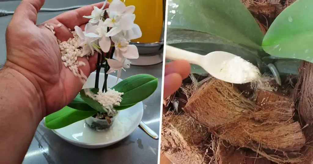 Blooming Orchids Year-Round: 4 Natural Ingredients for Nourishment ...