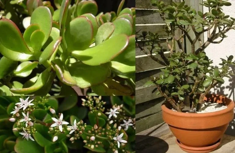 Blooming Money Tree: Easy and Prosperity-Inducing! - Home Garden Tips