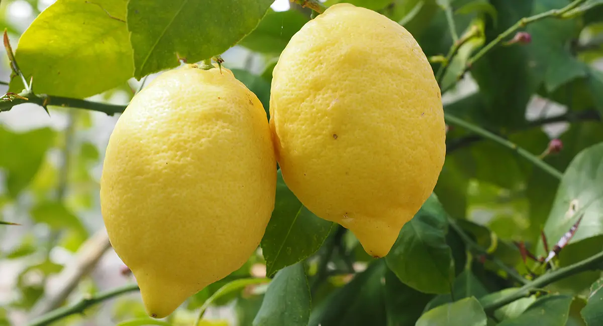 how to grow lemon at home 10 easy steps - Home Garden Tips
