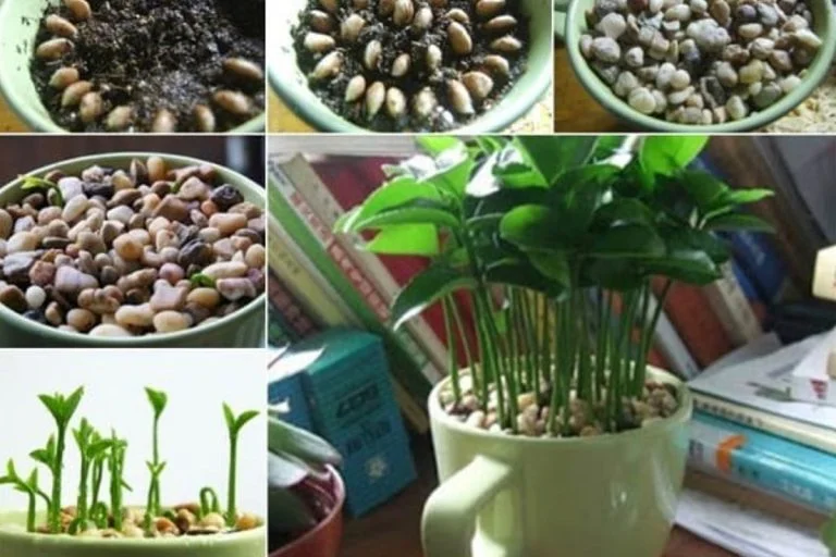 How to Plant a Lemon in a Cup: Keep Your Home Always Fragrant - Home ...