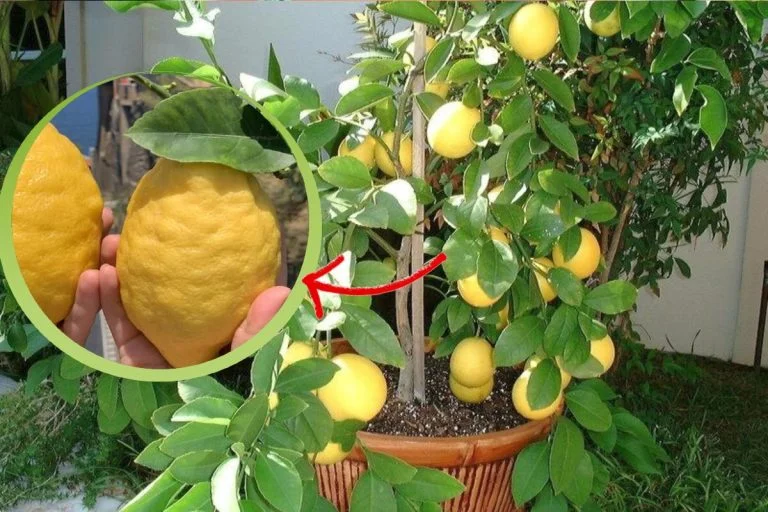 "Giant Lemons on Your Balcony: Secrets from the Green Thumbs" - Home ...