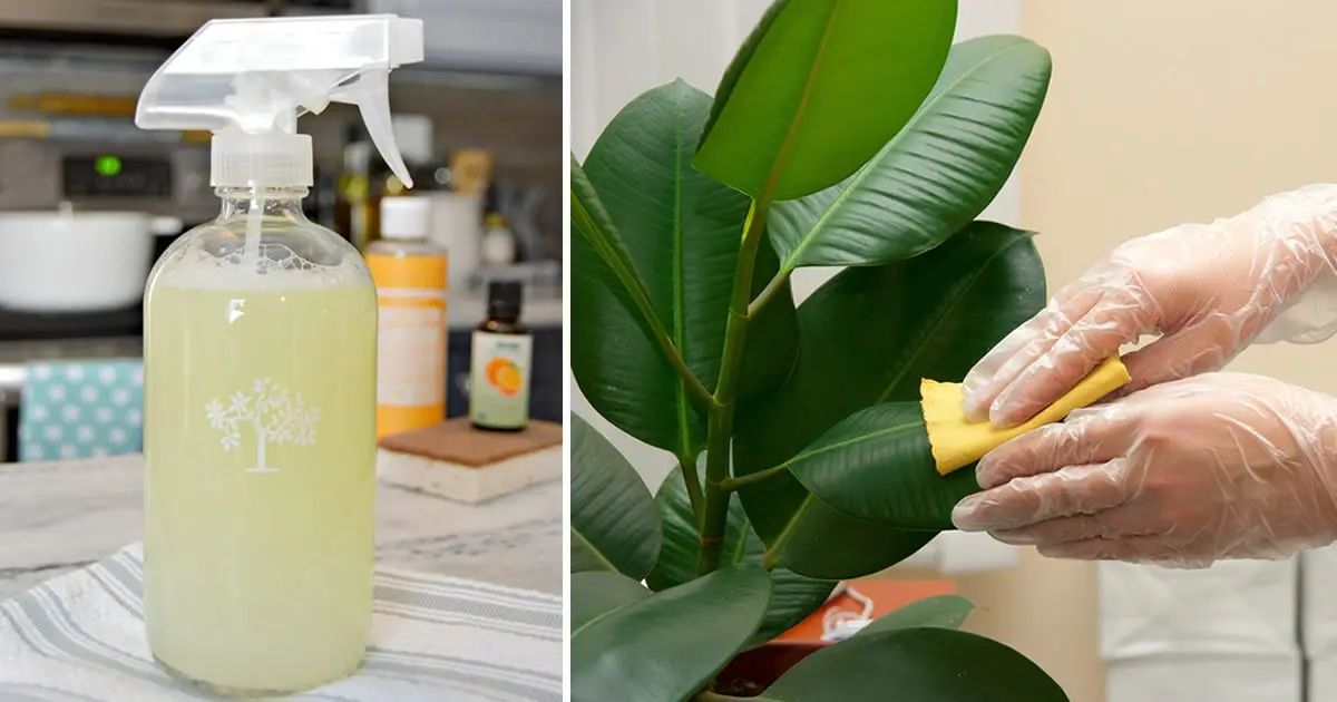 DIY Leaf Shiner: A Simple Recipe to Revitalize Your Plant's Glow - Home ...