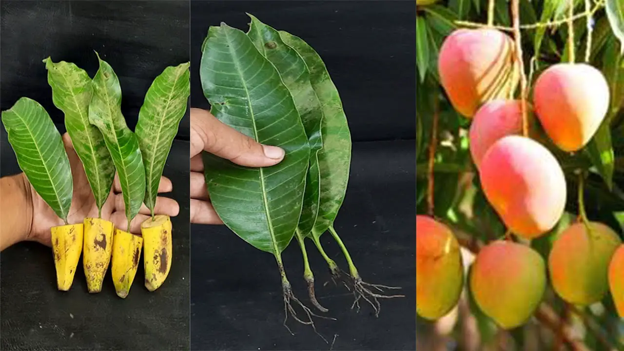Guaranteed Success: Growing a Mango Tree from Leaves - Home Garden Tips