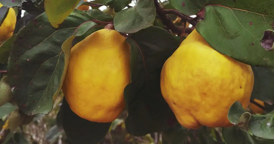 The Almost-Forgotten Fruit: Quince - Low in Calories, Rich in Fiber and ...