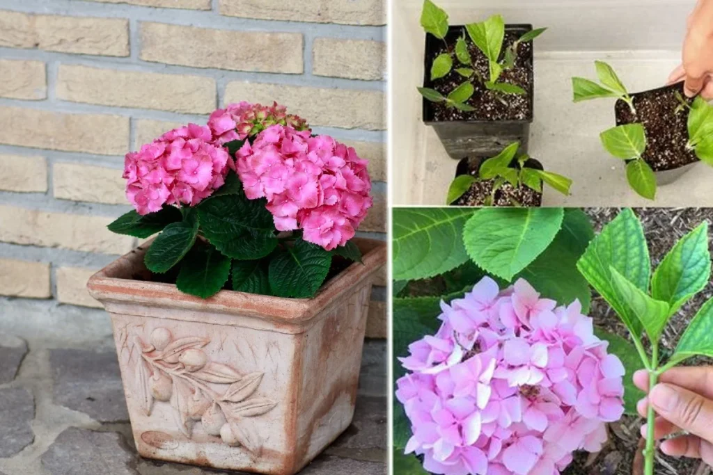 Hydrangeas: Multiply Them Infinitely with the Twig Method without ...