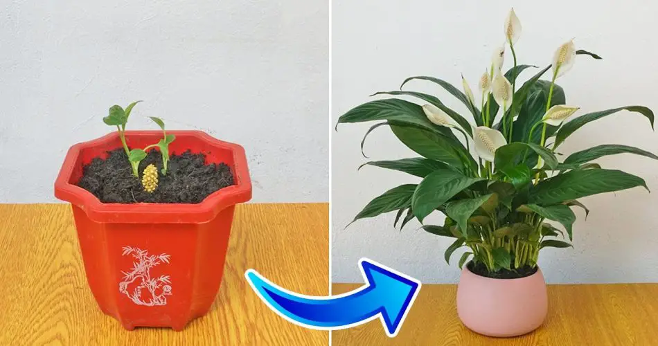 Beginner's Guide to Easy Peace Lily Propagation with Air-Purifying ...