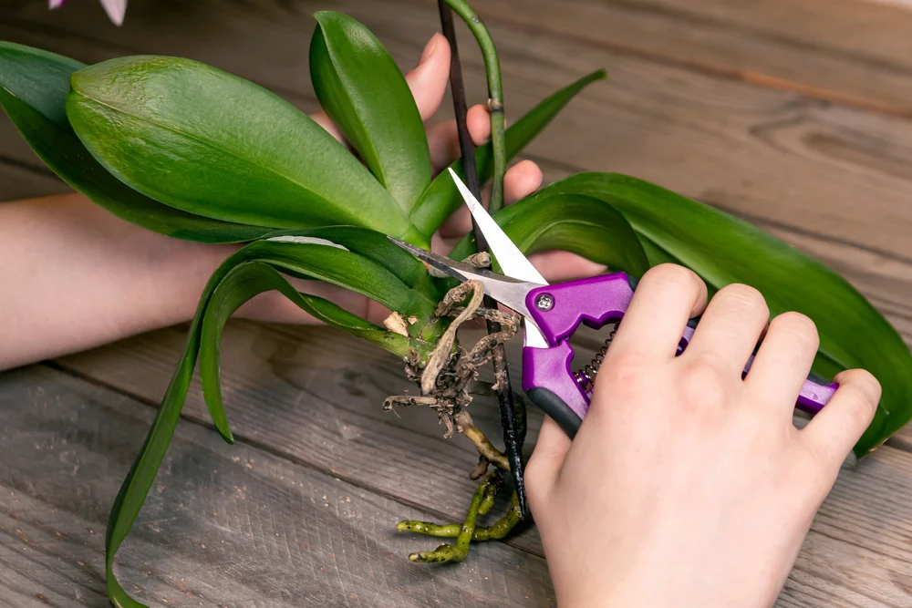 Unlock the Magic of Orchid Reblooming: 7 Essential Secrets - Home ...