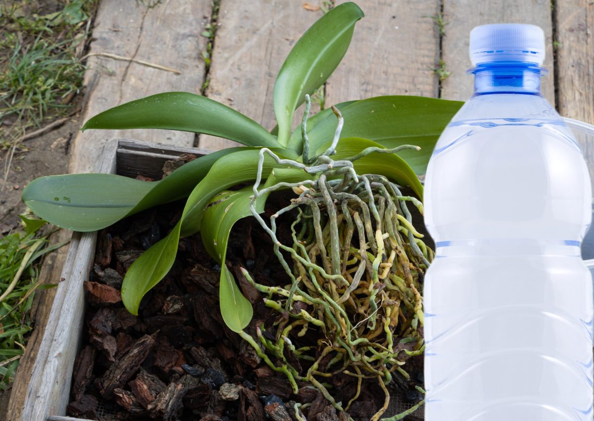 Orchids The Everlasting Beauty Using the Bottle Method - Home Garden Tips