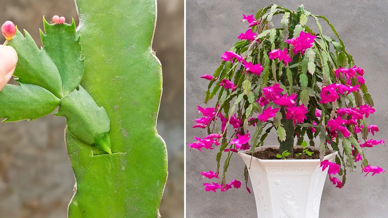 Tips For Pair Christmas cactus flowers with brush cactus not everyone ...