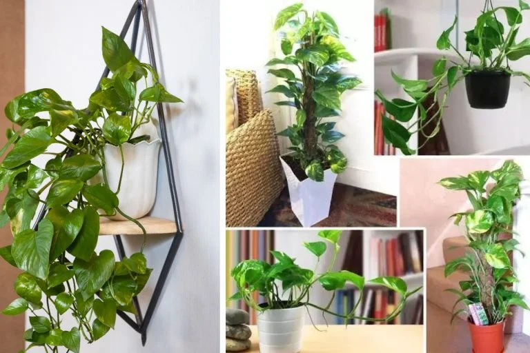The Method to Make It Grow Downward or Upward - Home Garden Tips