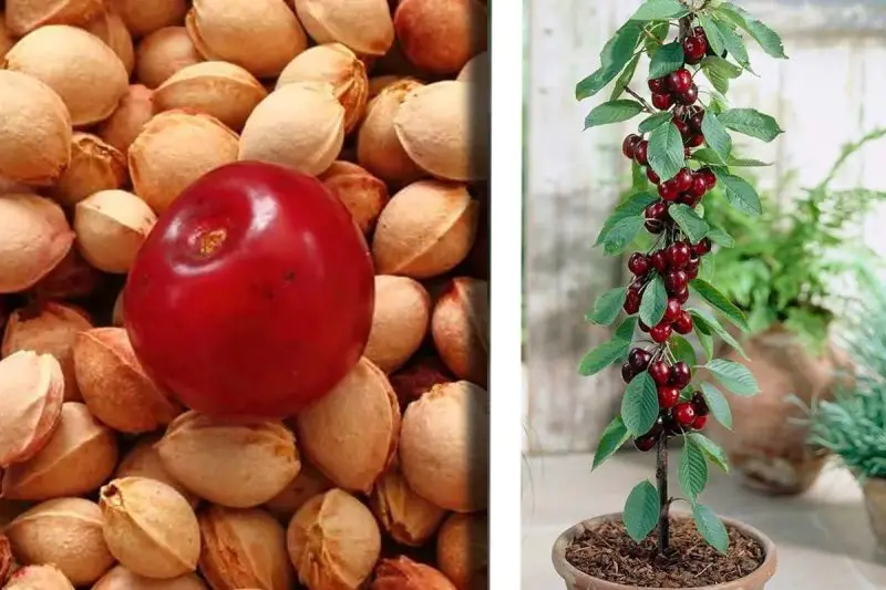 Grow Your Own Cherry Tree in 20 Days with a Clever Pit-Splitting Trick ...