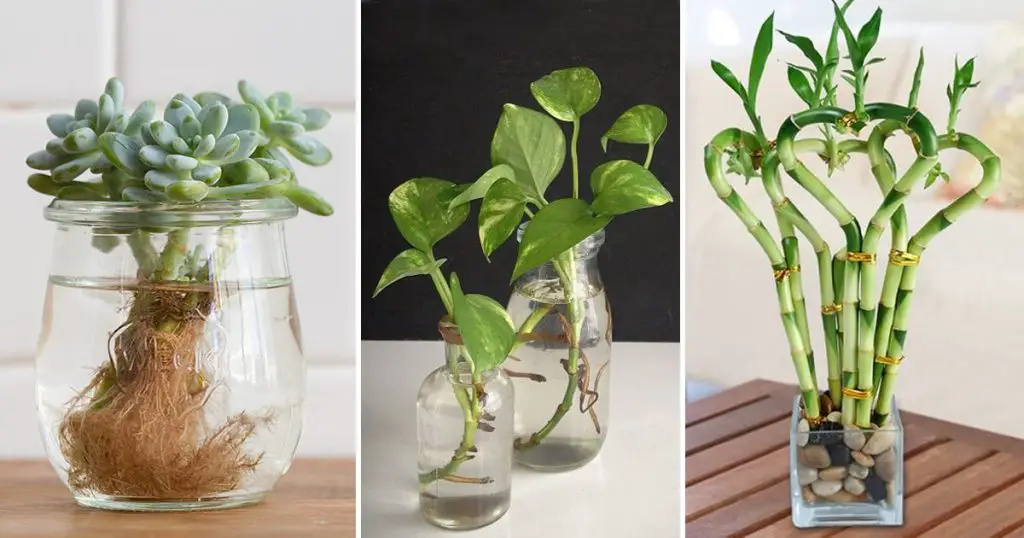 Flourish Indoors: 17 Plants You Can Keep in Water-Filled Vases - Home ...